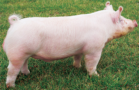 Yorkshire Reference Sires » Lean Value Sires