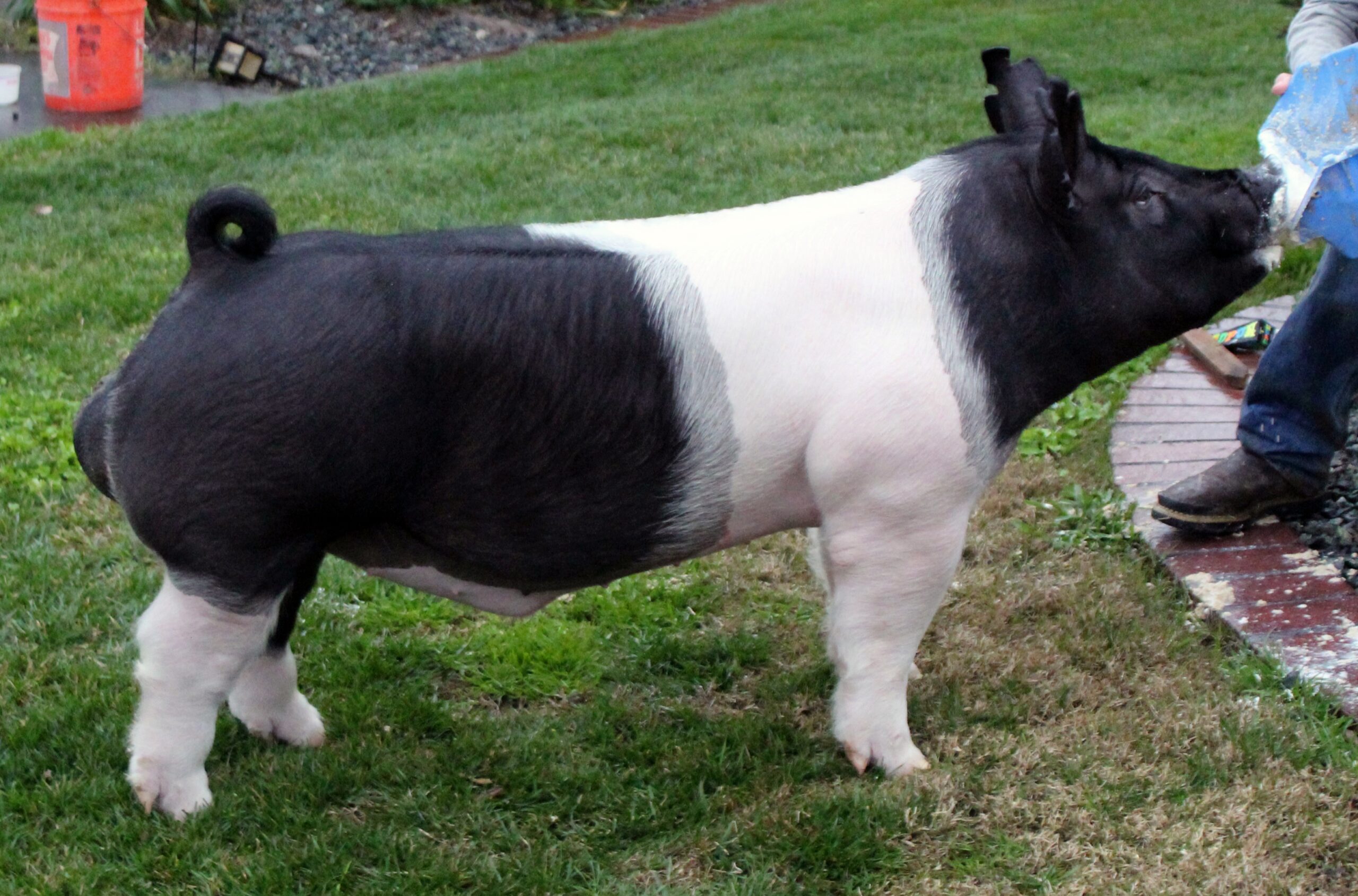 Exotic Reference Sires » Lean Value Sires