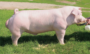 Mario » Lean Value Sires