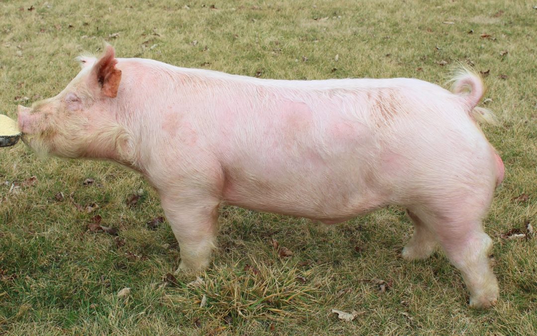 Yorkshire Reference Sires Archives » Page 2 of 7 » Lean Value Sires