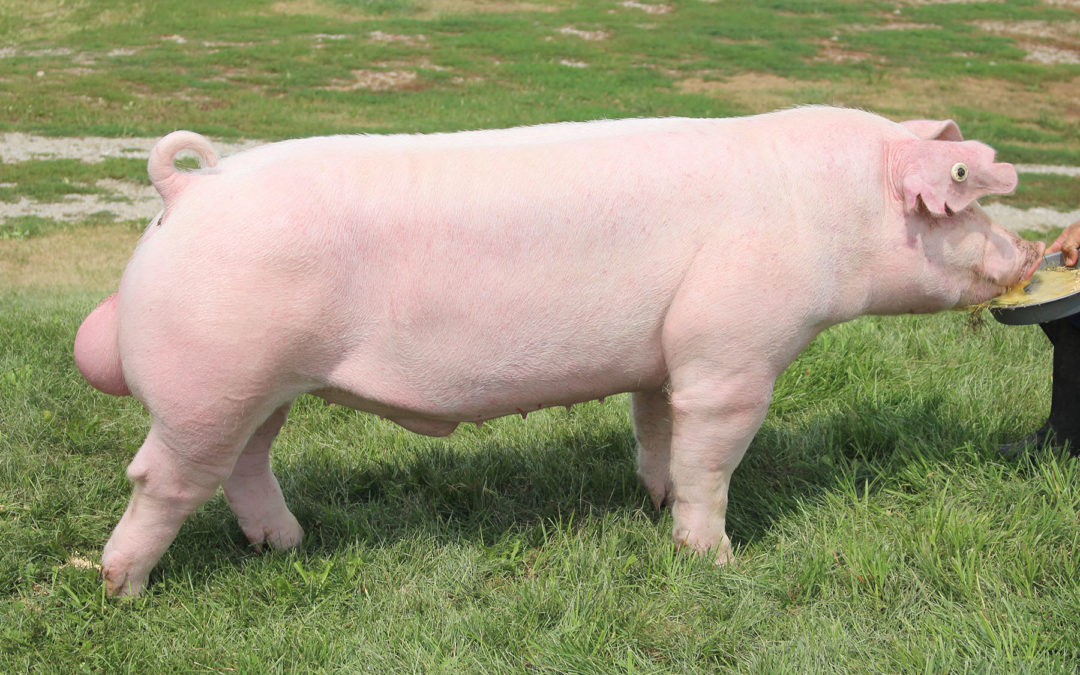 Chester Reference Sires Archives » Lean Value Sires