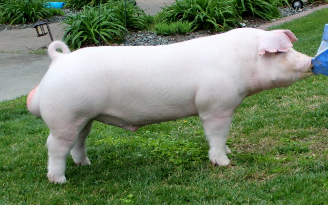 Chester Reference Sires Archives » Lean Value Sires