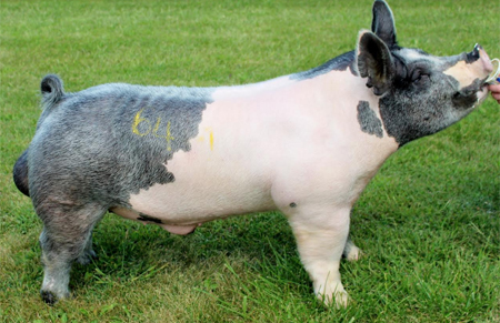 Exotic Reference Sires » Lean Value Sires