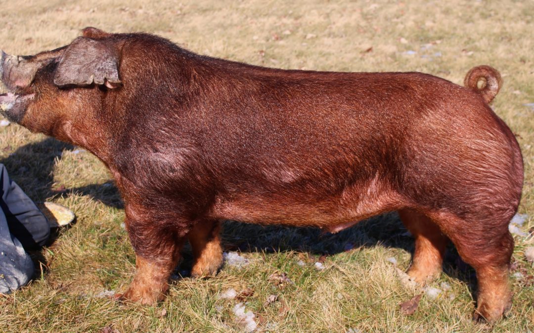 Duroc Reference Sires Archives » Page 2 of 5 » Lean Value Sires