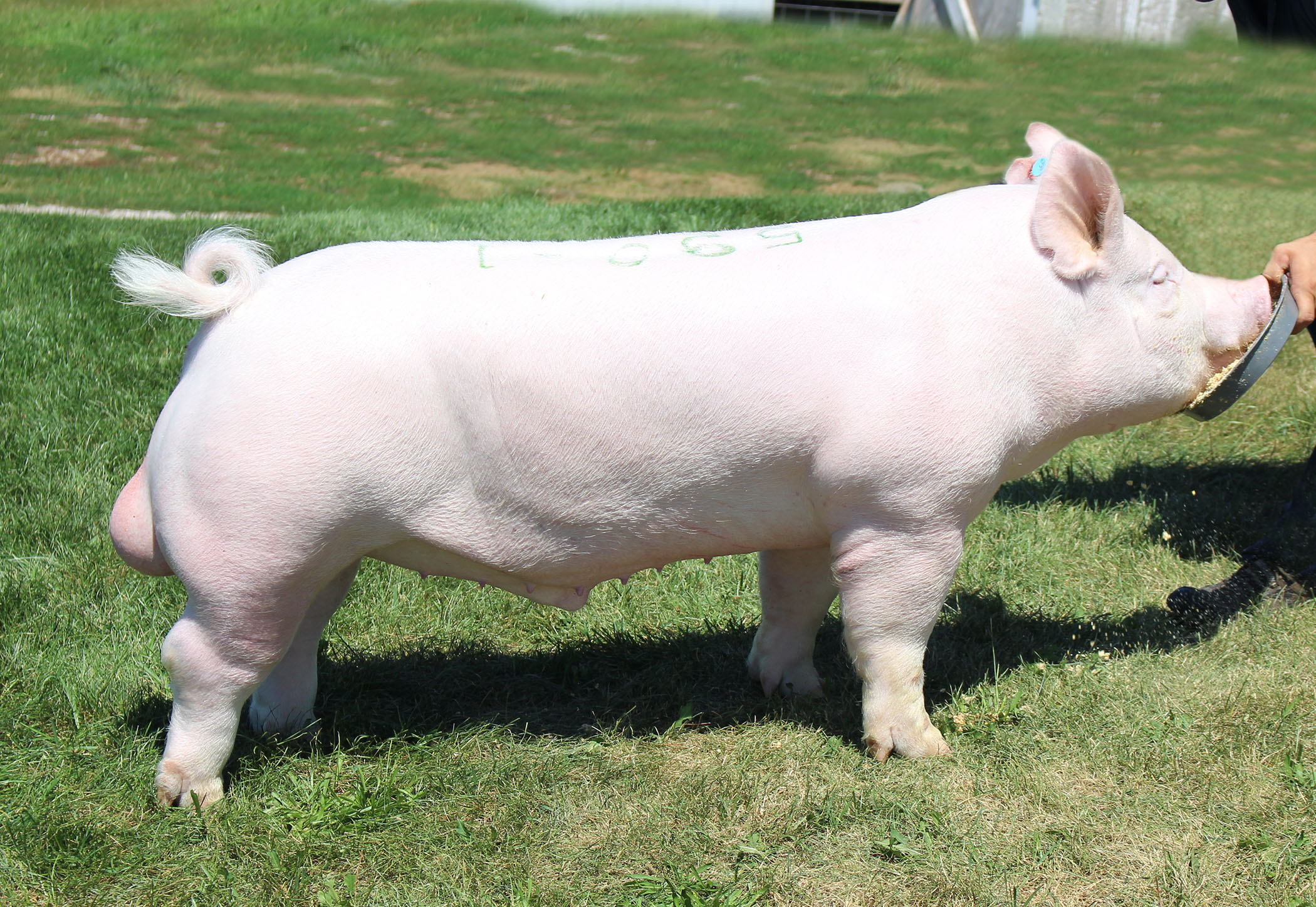 Home Turf » Lean Value Sires