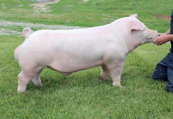 Knockout » Lean Value Sires