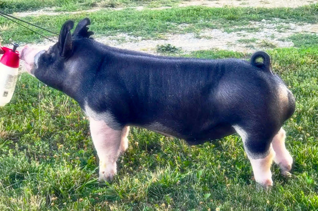 Muzzle Fuzz » Lean Value Sires