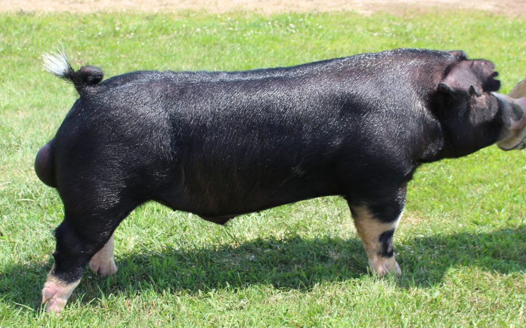 Poland Reference Sires Archives » Lean Value Sires