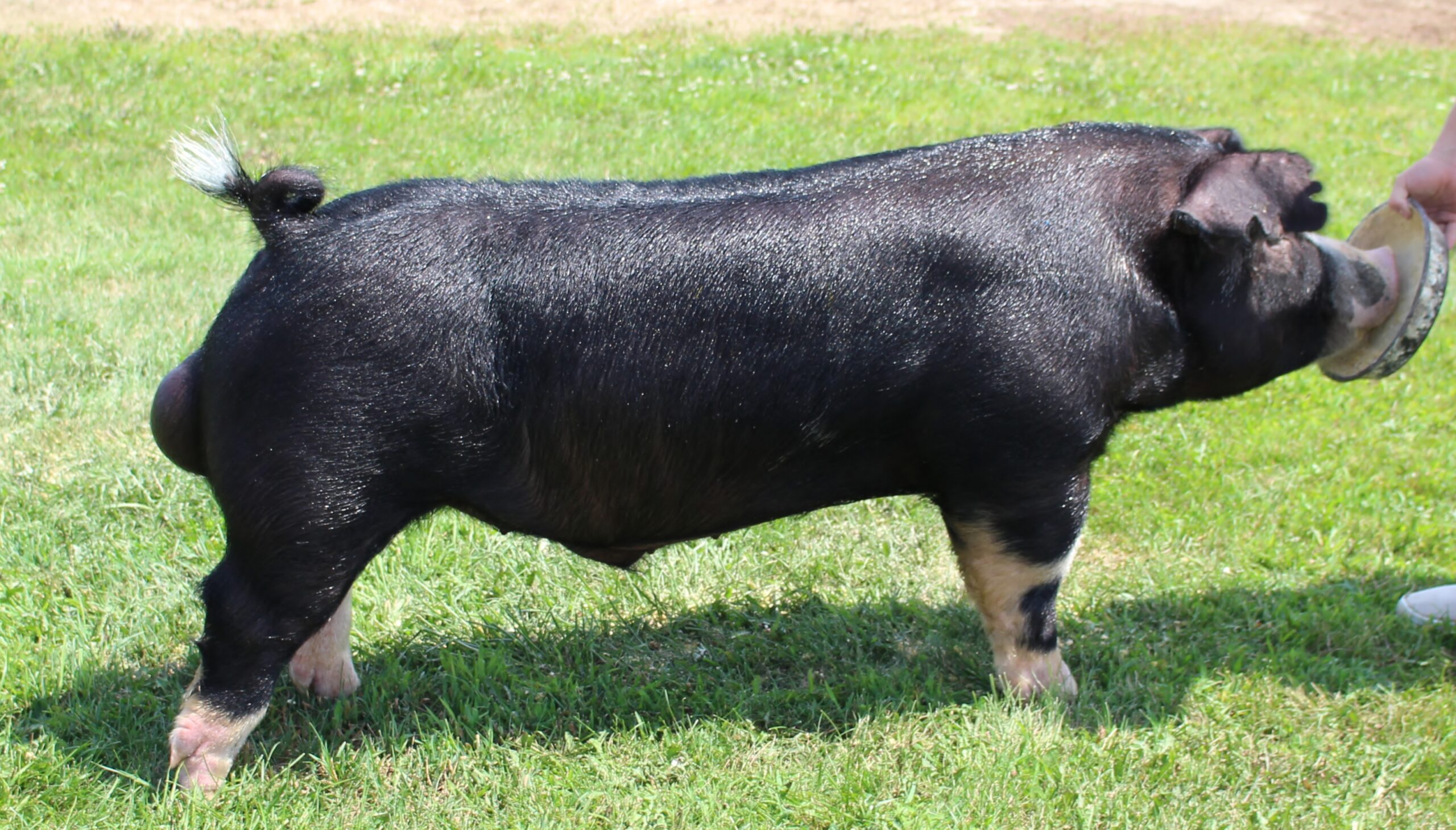 Radical » Lean Value Sires