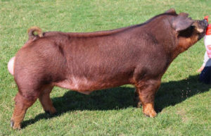 Red Revolver » Lean Value Sires