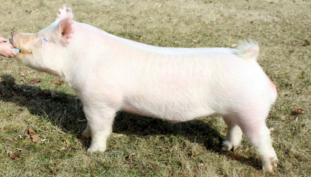 Yorkshire Reference Sires » Lean Value Sires