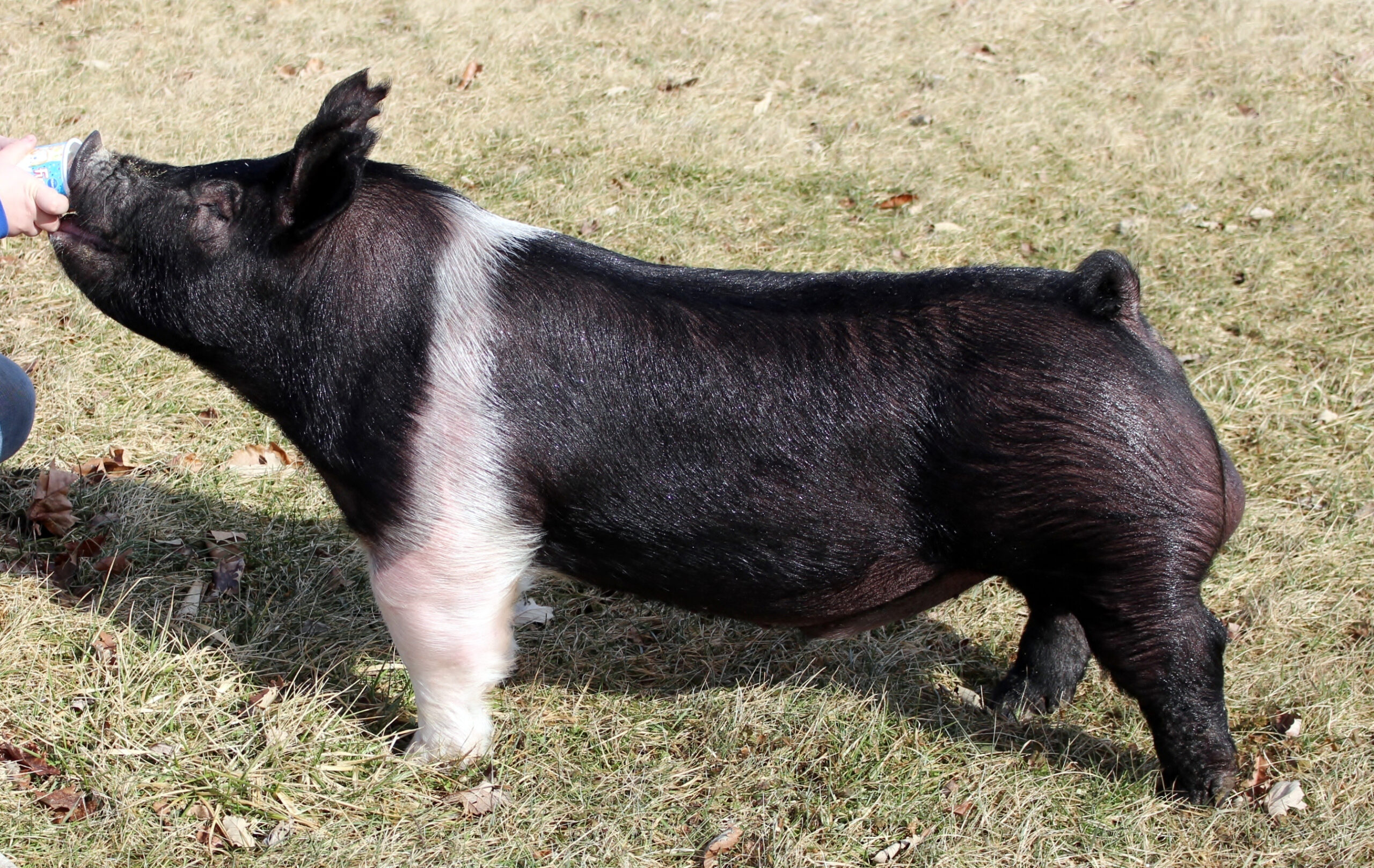 Exotic Reference Sires » Lean Value Sires