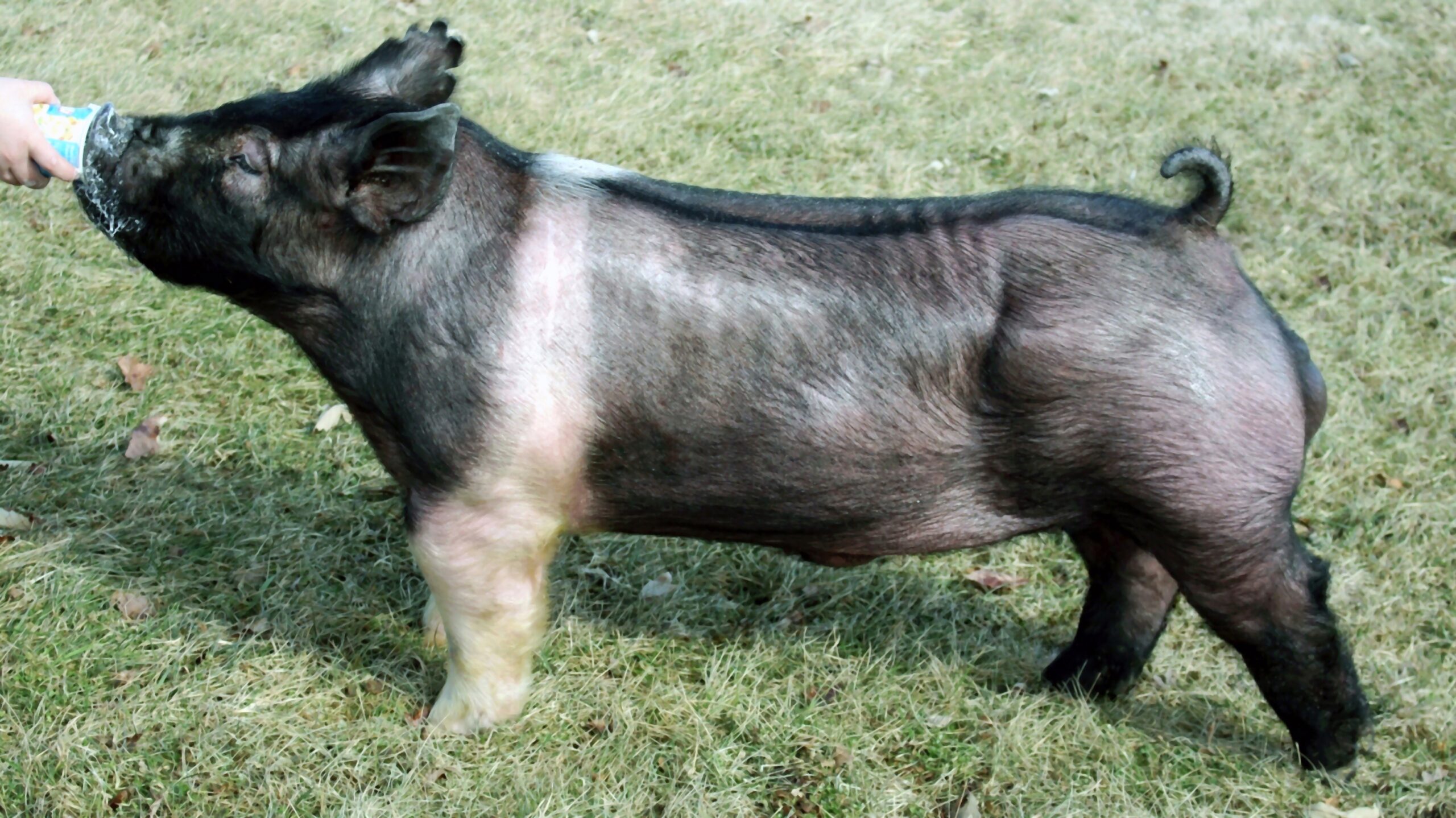 Exotic Reference Sires » Lean Value Sires