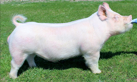 Top Story » Lean Value Sires