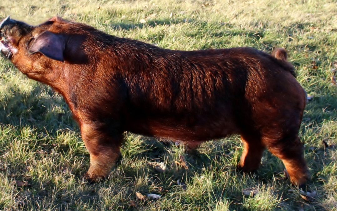Duroc Reference Sires Archives » Lean Value Sires