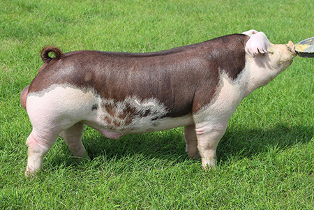 Whipper Snapper » Lean Value Sires