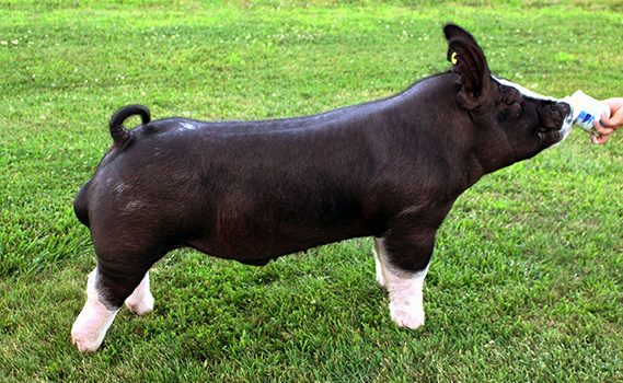 Berkshire Reference Sires » Lean Value Sires