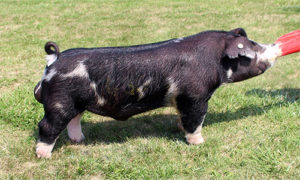 Sires » Lean Value Sires