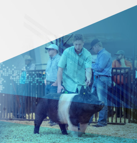 Home » Lean Value Sires