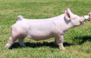 Sires » Lean Value Sires