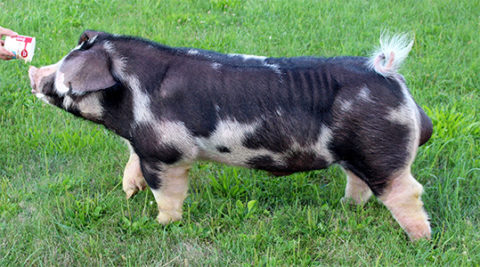 Sires » Lean Value Sires