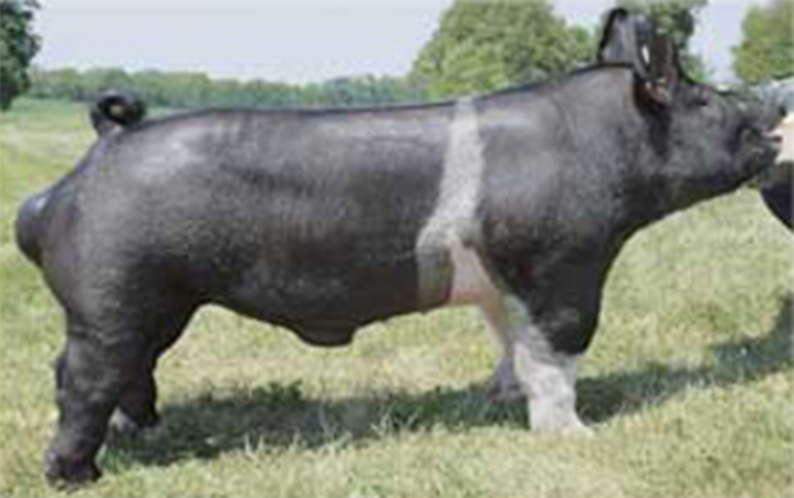 Exotic Reference Sires » Lean Value Sires