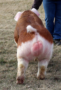 Herf-It » Lean Value Sires