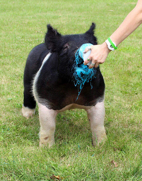 Oh Yeah!!! » Lean Value Sires