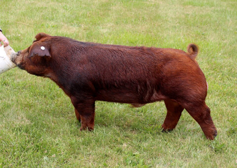 Undertaker » Lean Value Sires