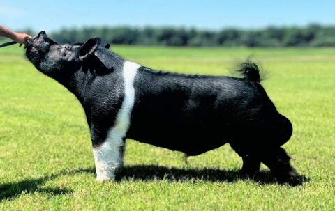 Impulse » Lean Value Sires