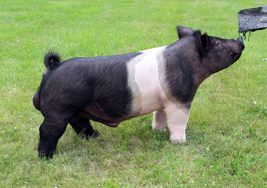 THE HERDSMAN » Lean Value Sires