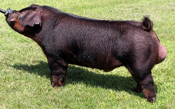 DARK CHOCOLATE » Lean Value Sires