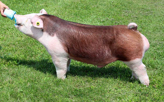 FAT THUMB » Lean Value Sires