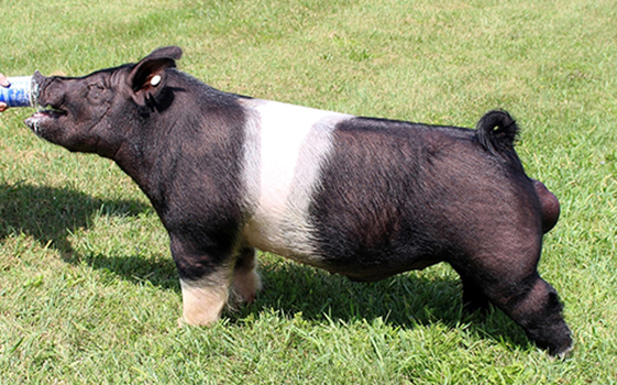 GUTS & GLORY » Lean Value Sires